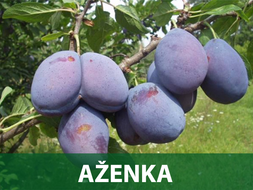 Sadnice šljive - Rasadnik Vučkovič - Najbolje sadnice šljiva u BiH