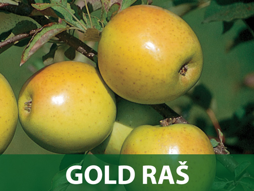 Jabuka Gold Raš - Rasadnik Vučković - Najbolje sadnice voća u BiH