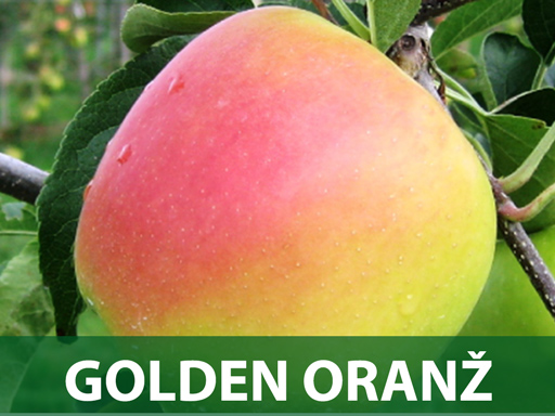 Jabuka Golden Oranž - Rasadnik Vučković - Najbolje sadnice voća u BiH