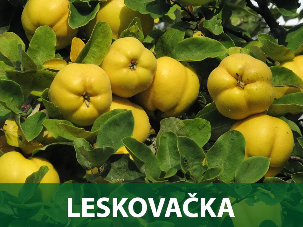 Leskovačka sadnice - Rasadnik Vučković - Najbolje sadnice voća u BiH