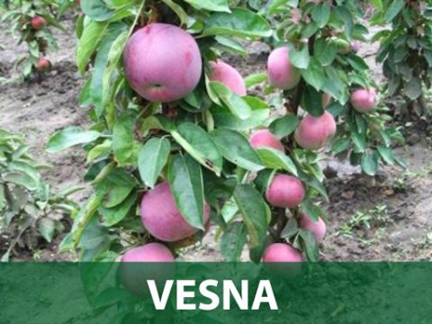 Jabuka Vesna - Rasadnik Vučković - Najbolje sadnice voća u BiH